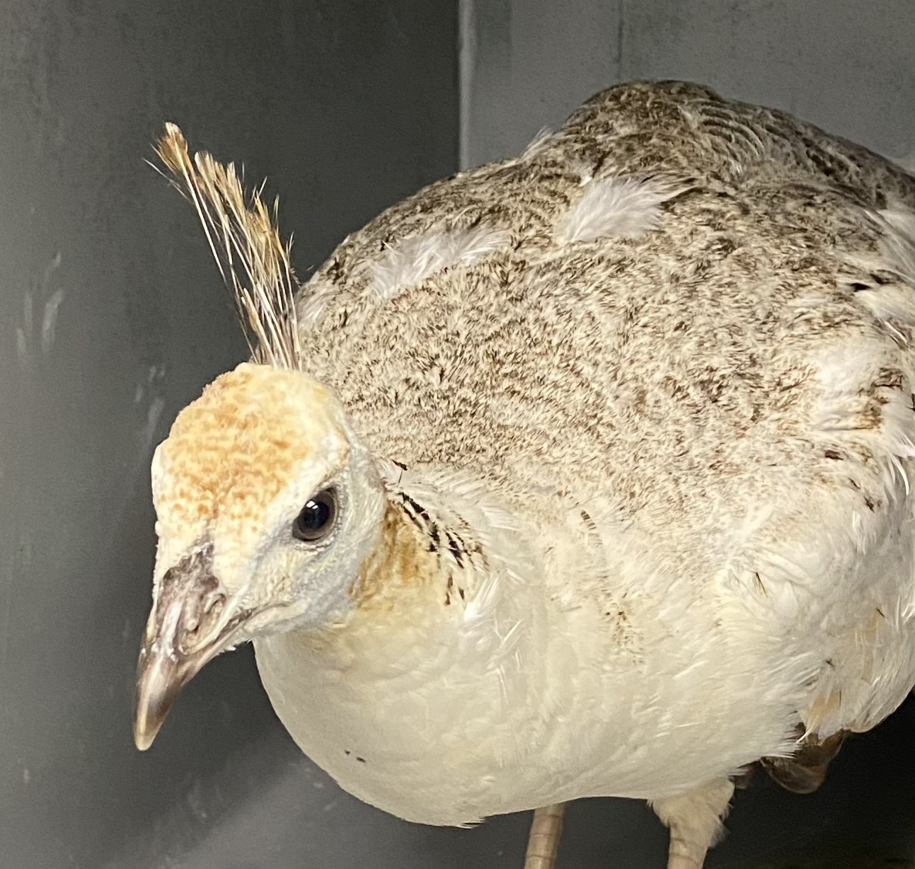 Peahen Photos