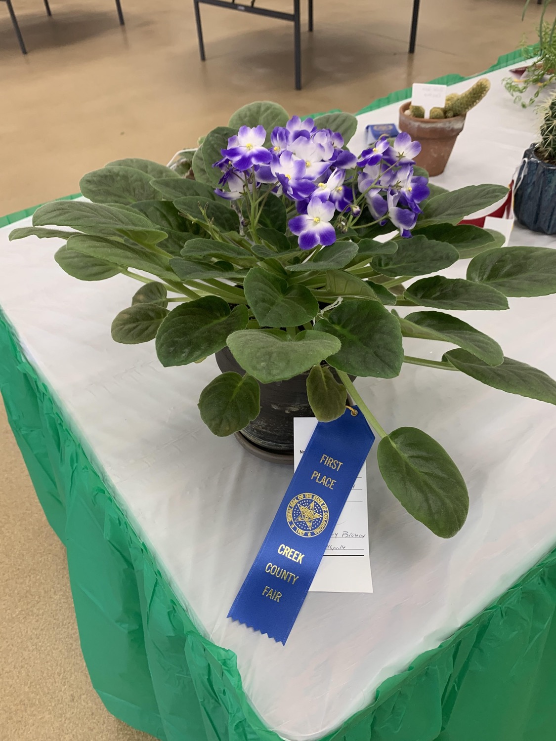 Creek County Fair: 2021 Flower Show Results – Sapulpa Times