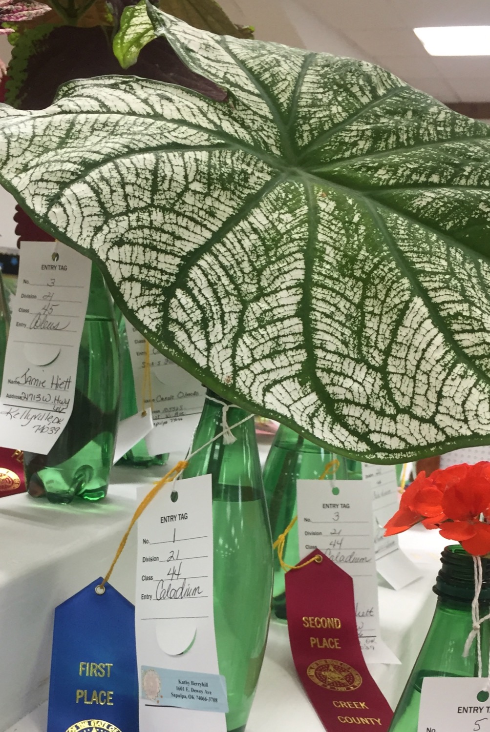 Show your favorite plants and flowers at the 2021 Creek County Fair ...