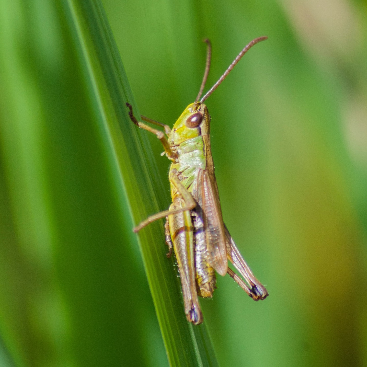 How to gain control of grasshoppers – Sapulpa Times