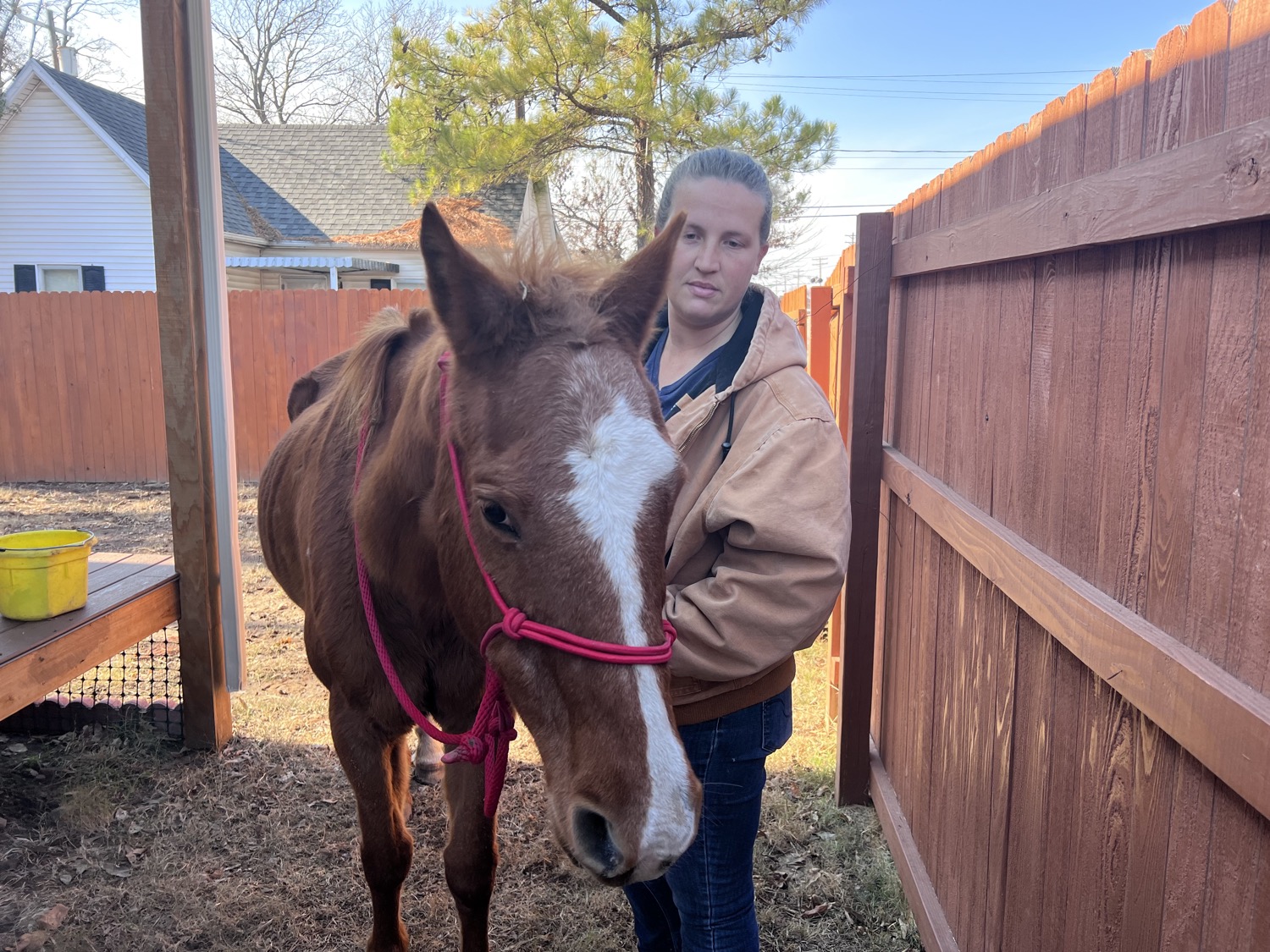 Horse found walking the railroad tracks of downtown Sapulpa – Sapulpa Times