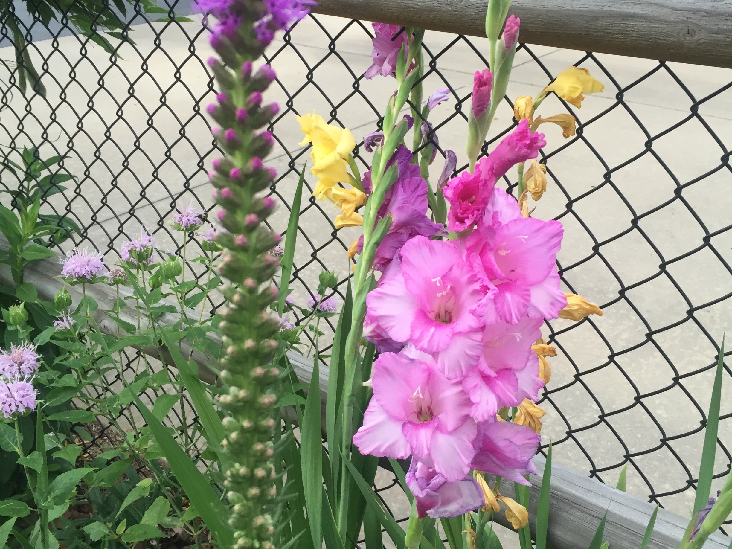 Gardening Tips for May – Sapulpa Times