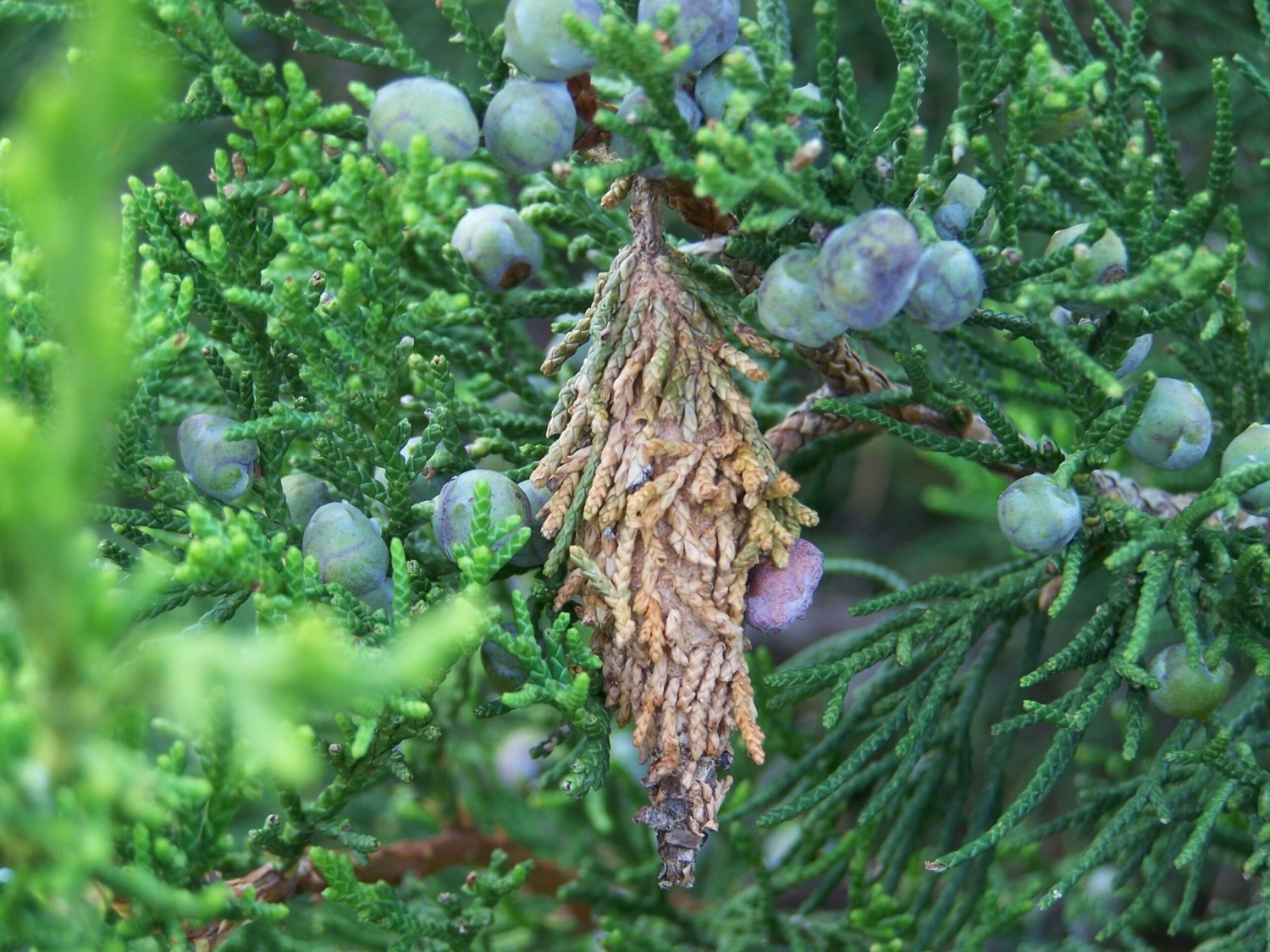 Bagworm Control – Sapulpa Times