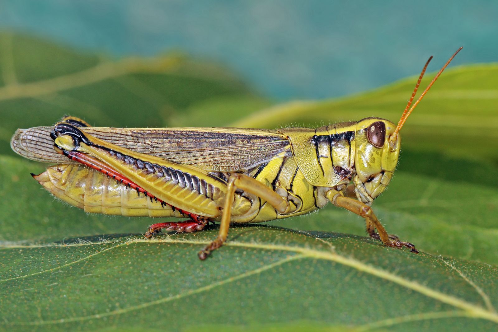 Creek County Master Gardener: Controlling Grasshoppers – Sapulpa Times