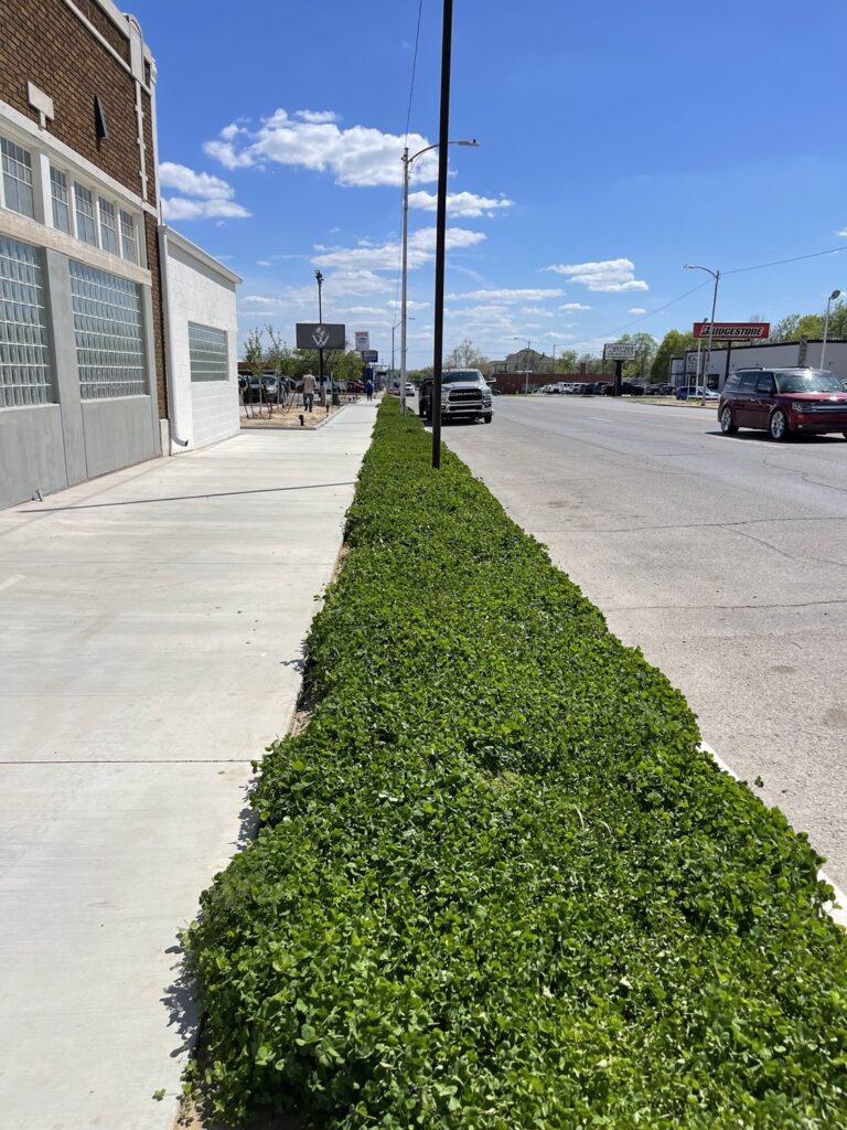 Sapulpa’s pollinator beds are seeing success – Sapulpa Times