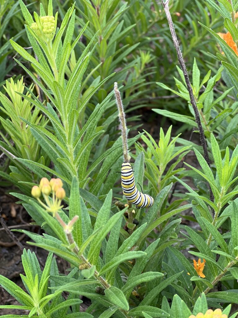 Sapulpa’s pollinator beds are seeing success – Sapulpa Times