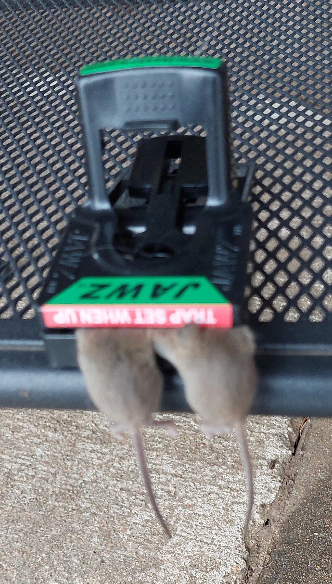 Been There, Done That: The Siamese Twin Mice – Sapulpa Times