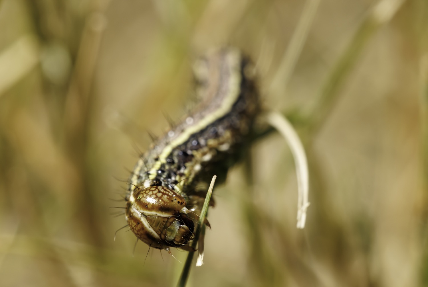 Fall armyworms are on the rise in Oklahoma. Here’s what you should do ...